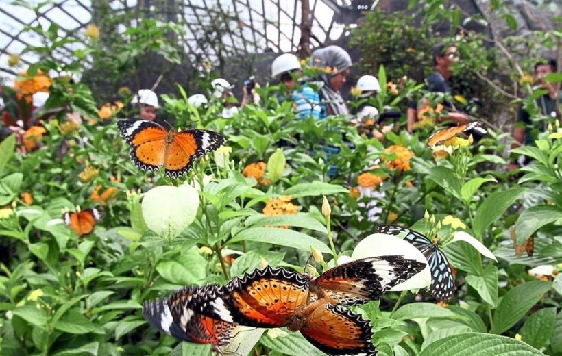 Explore the Wonders Of Jozani Forest & Butterfly Center in Zanzibar ...
